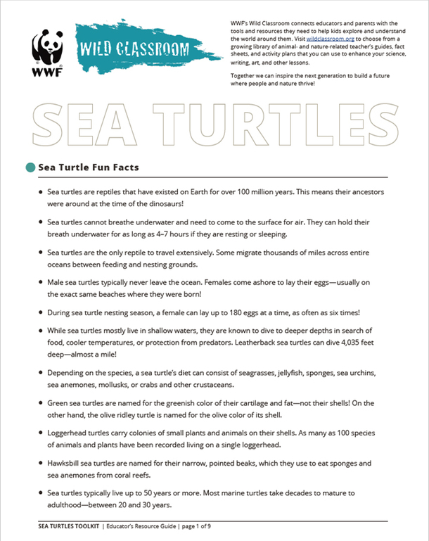 Sea Turtle Toolkit | Educators Toolkits | WWF