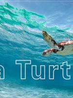 Sea Turtle Toolkit | Educators Toolkits | WWF
