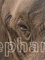 Elephant Toolkit | Educators Toolkits | WWF