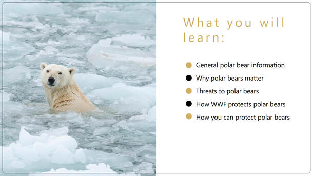 Polar Bear Toolkit | Educators Toolkits | WWF