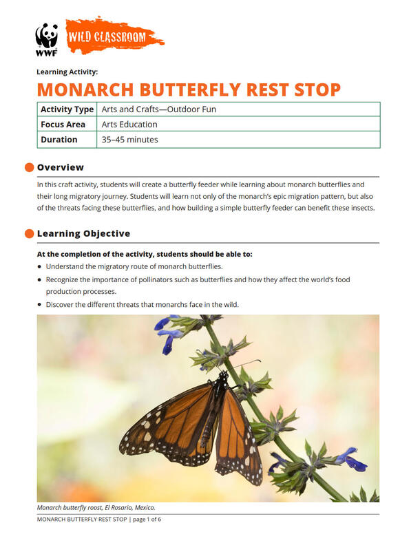 Wildlife Arts and Crafts | Educators Toolkits | WWF