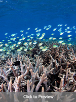 Our Planet Educator Guides | Educators Toolkits | WWF