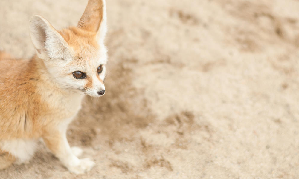 Fennec Fox Sitting_HERO_10_2_2015 | Photos | WWF