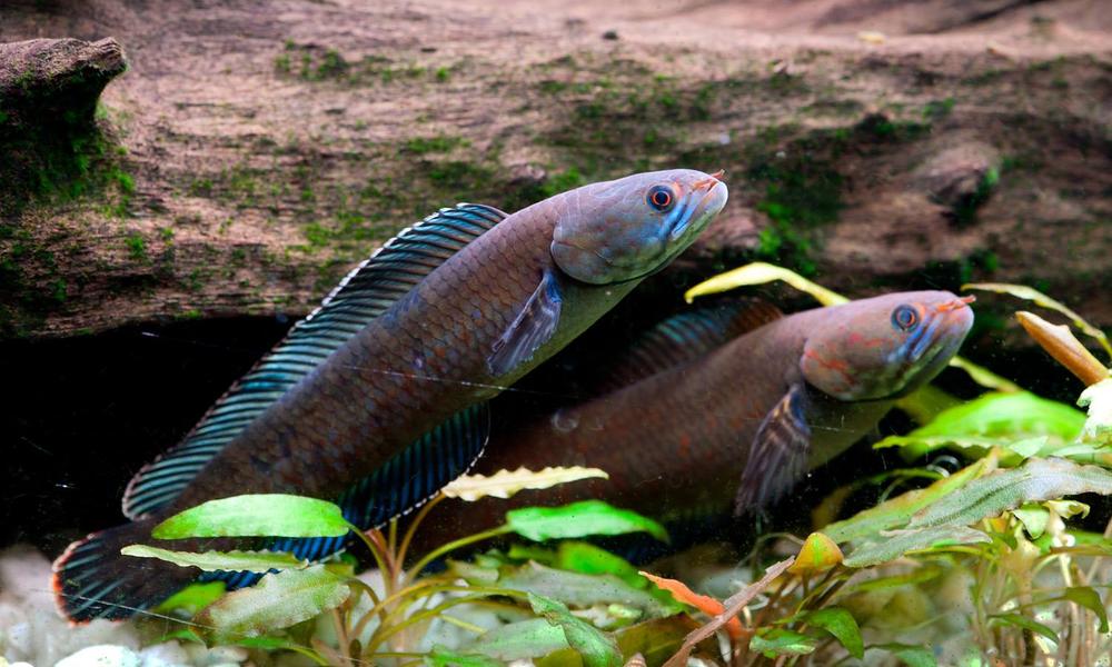 Hundreds of New Species Discovered in the Eastern Himalayan Region ...