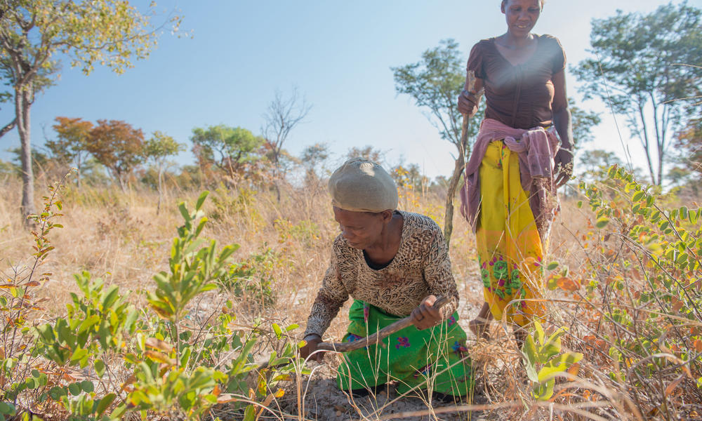Devil's claw: an organic remedy to economic hardship | Stories | WWF