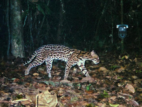 Ocelot Hunting