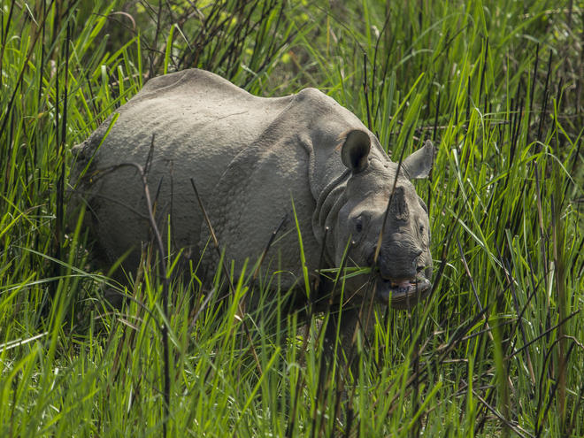 Rhino | Species | WWF