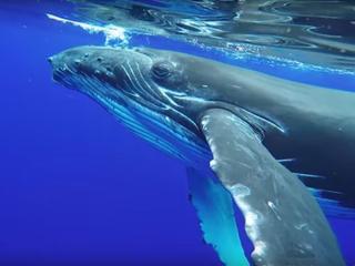 Whale | Species | WWF