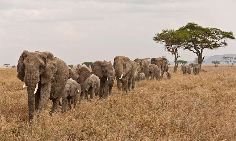 African Elephants Walking in Line_WW1113596 | Photos | WWF