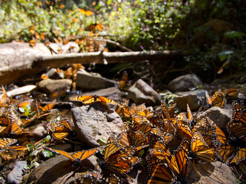 Discovering monarchs by the millions in Mexico's highlands | Magazine ...