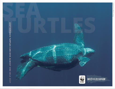 Sea Turtle Toolkit | Educators Toolkits | WWF