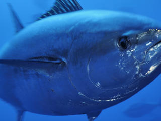 Photos & Videos | WWF