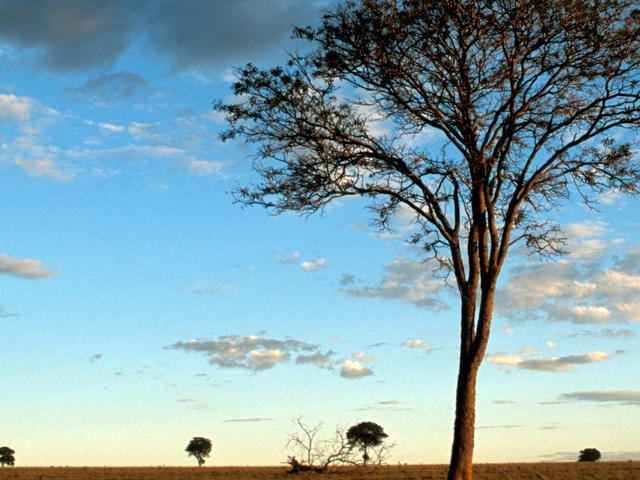 Cerrado | Places | WWF