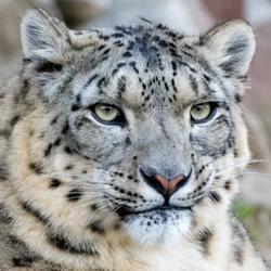 Snow Leopard | Species | WWF