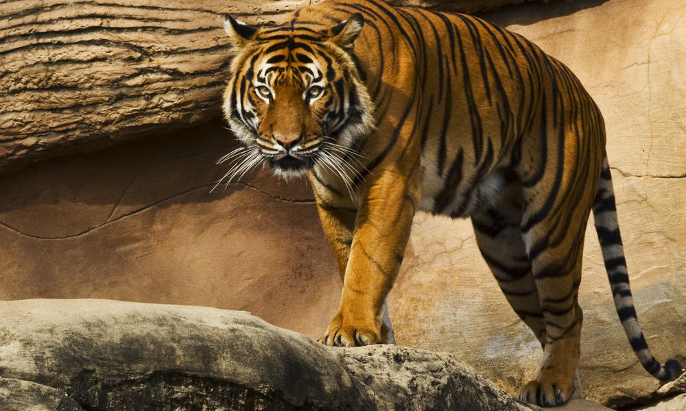 Stalking tiger | Photos | WWF