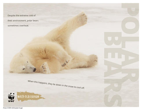 Polar Bear Toolkit | Educators Toolkits | WWF