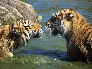 Photos & Videos | WWF
