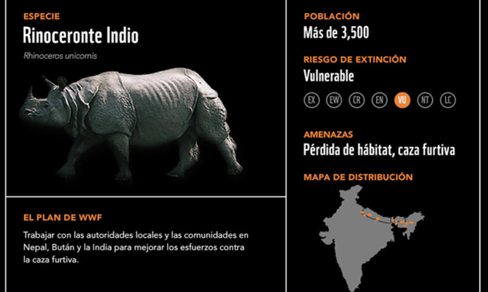 Todo lo que debes saber sobre los rinocerontes | Historias | Descubre WWF
