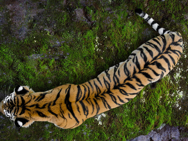 Tiger Species Wwf