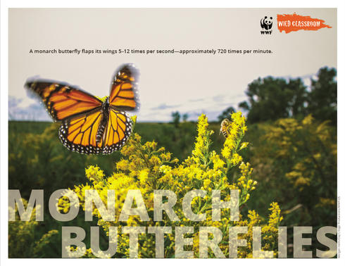 Monarch Toolkit | Educators Toolkits | WWF