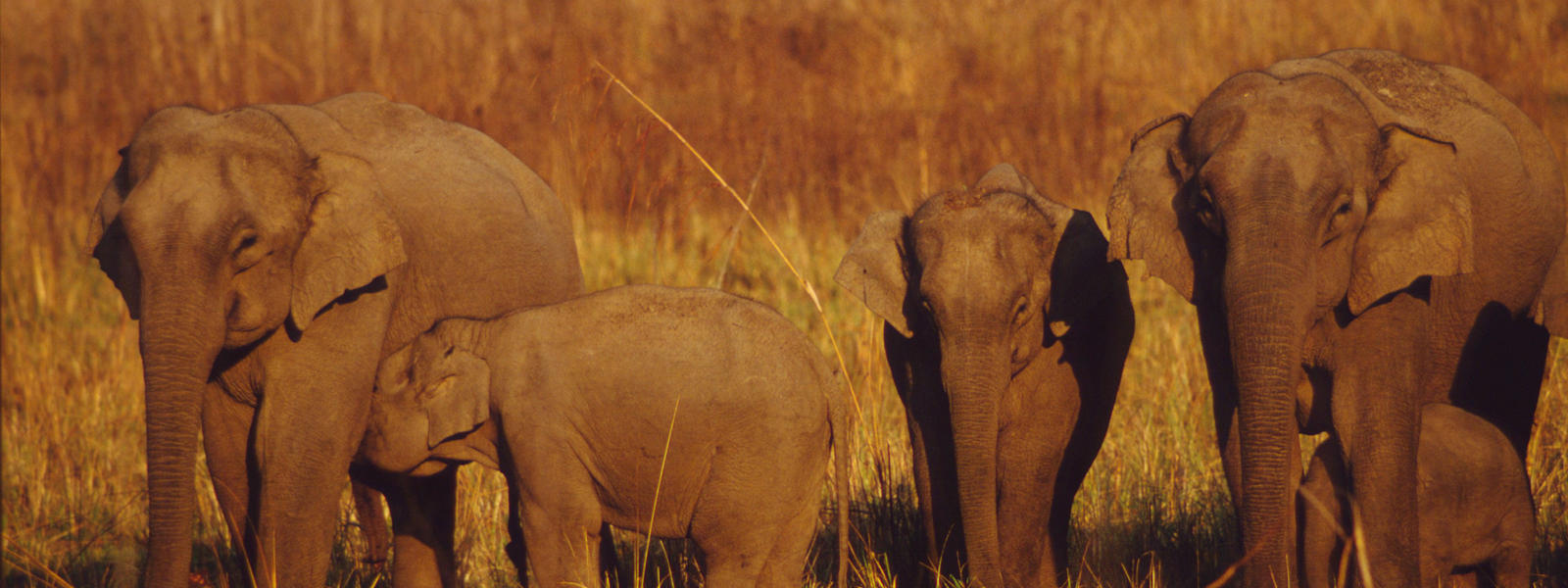 Asian Elephants and Climate Change | Pages | WWF