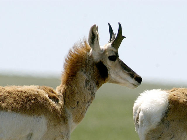 Pronghorn | Species | WWF