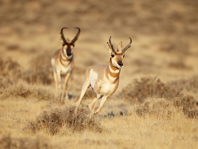 Pronghorn | Species | WWF