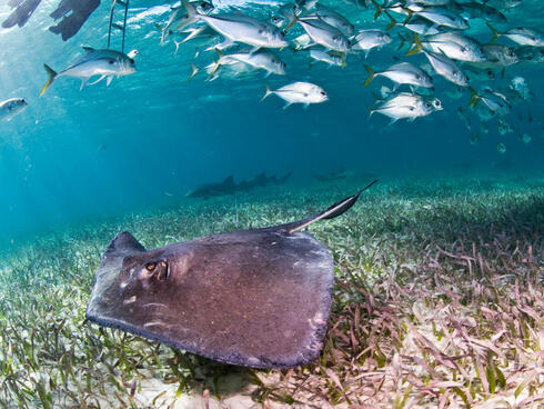 5 formas en que los tiburones y rayas ayudan al mundo | Historias ...