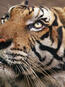 Tiger | Species | WWF