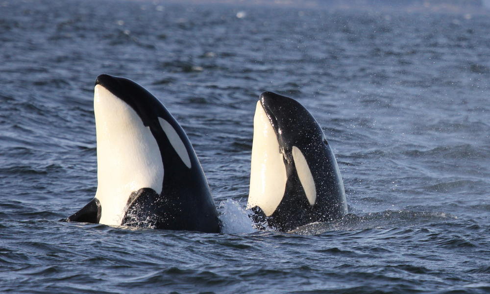 Alaska_Killer_Whales_Travel_8.15.2012 | Photos | WWF