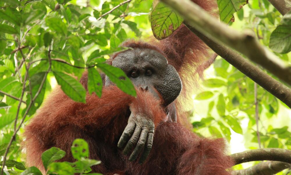 Species Spotlight: Orangutan | Pages | WWF
