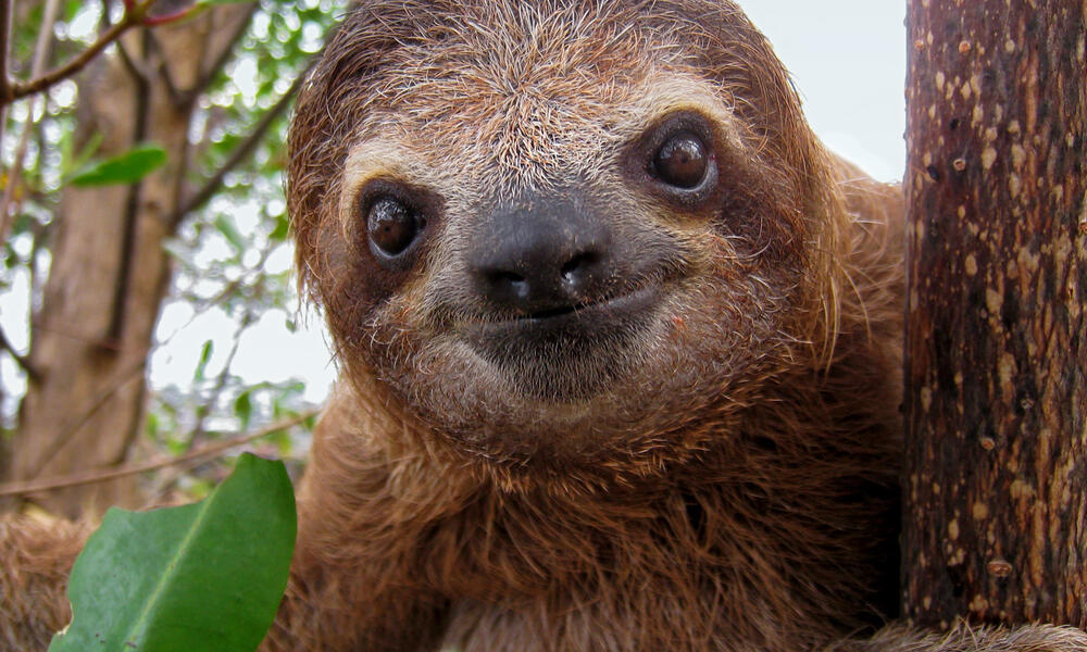 Species Spotlight: Sloth | Pages | WWF