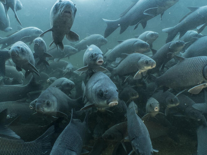 One-third of freshwater fish face extinction and other freshwater fish ...