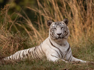 Photos & Videos | WWF