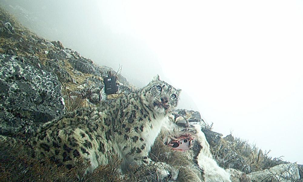 Protecting Snow Leopards in the Face of Climate Change | Stories | WWF Protecting Snow Leopards in the Face of Climate Change | Stories | WWF