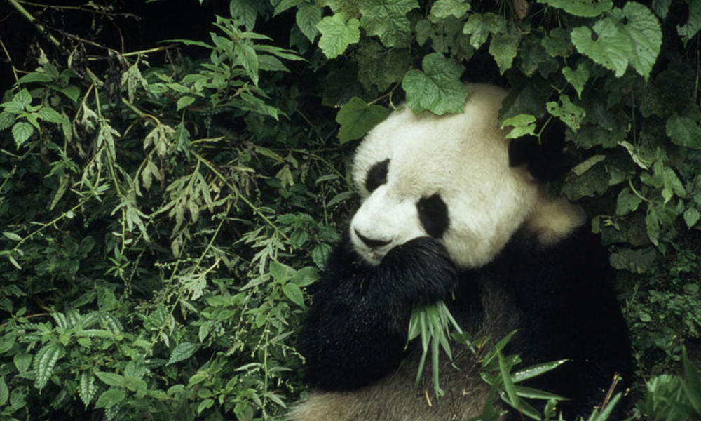 Species Spotlight: Giant Panda | Pages | WWF