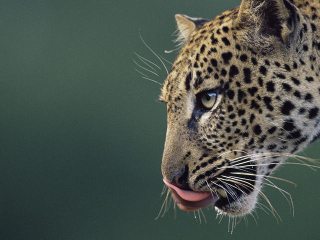 Amur Leopard | Species | WWF