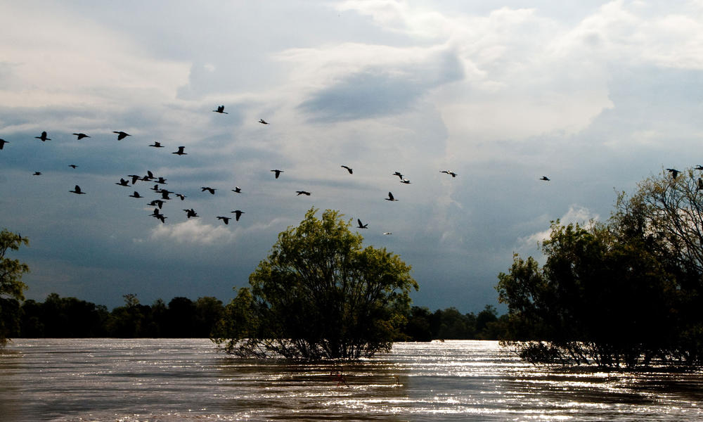 Miracle of the Mekong | Stories | WWF