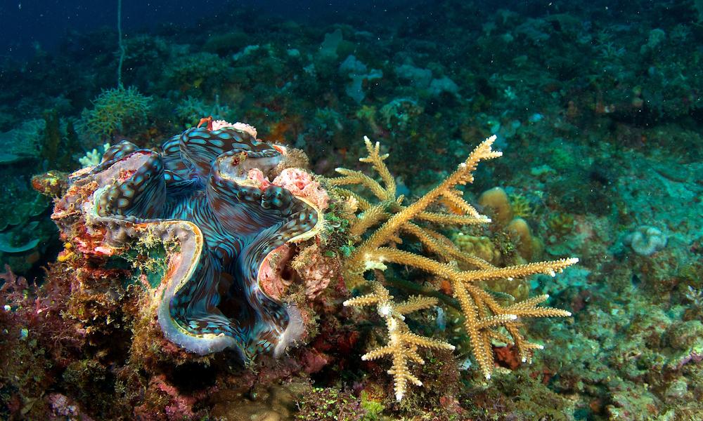 giant clam_Tun Mustapha_Coral Triangle_Places | Photos | WWF