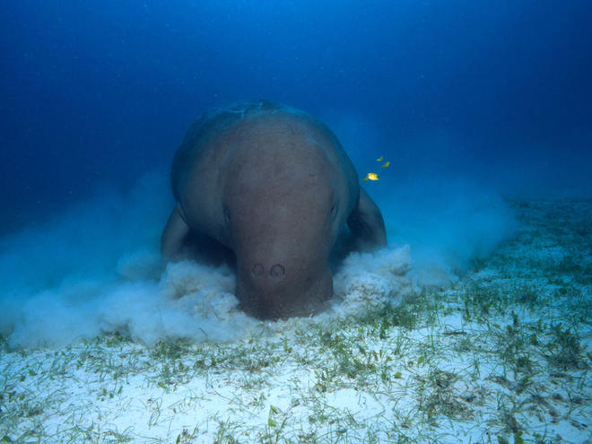 Dugong | Species | WWF