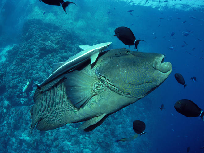 Humphead Wrasse | Species | WWF