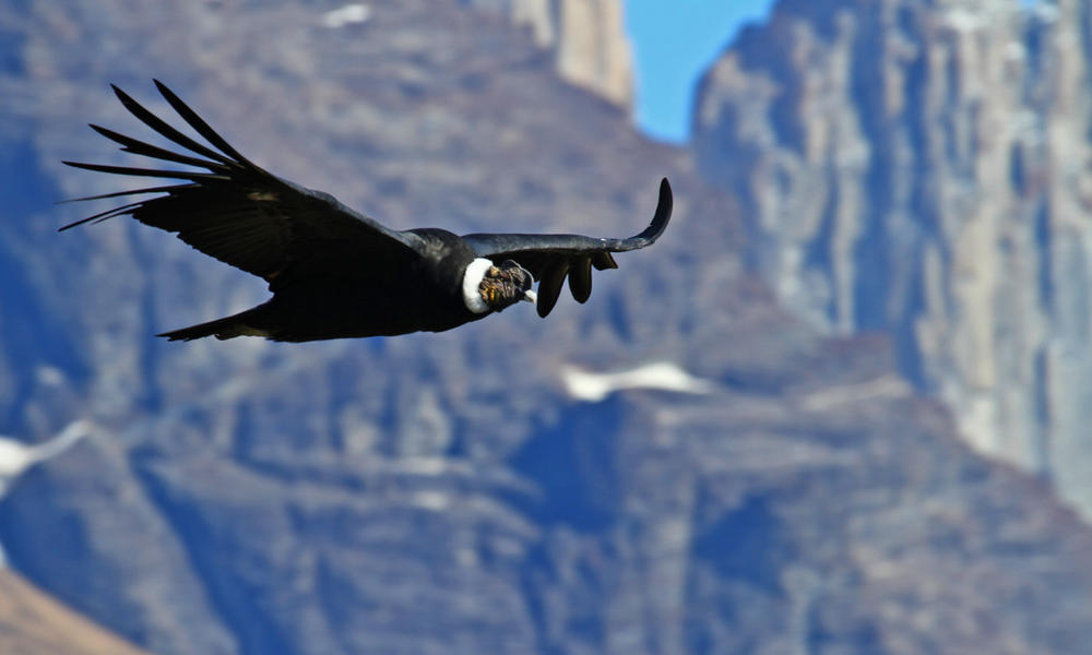 Condor au Torres del Paine | Patagonia, Los glaciares national park ...