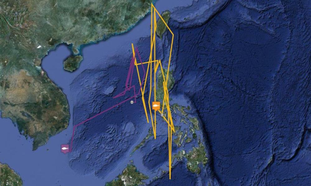 Tracking Tuna in the Coral Triangle | Stories | WWF