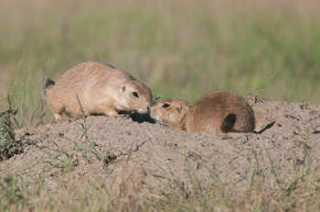 Black-footed Ferret | Species | WWF