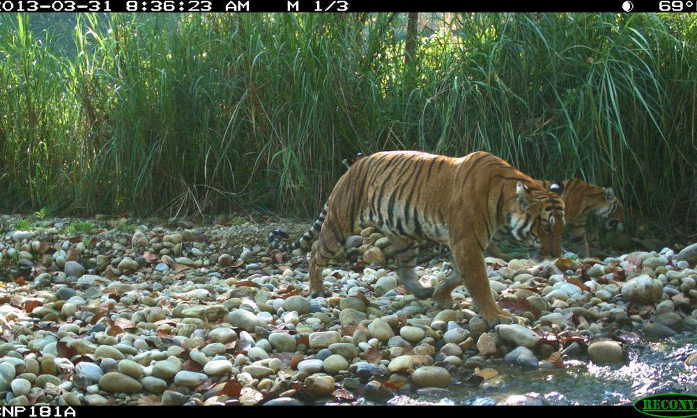 A Win for Tigers in Nepal | Stories | WWF