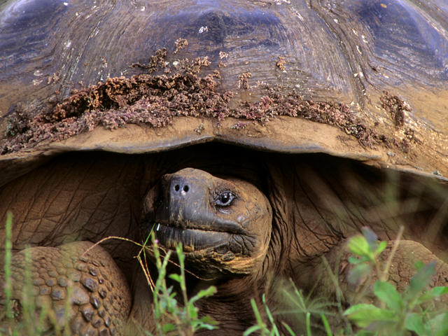 Giant Tortoise | Species | WWF