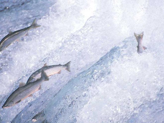 Pacific Salmon | Species | WWF