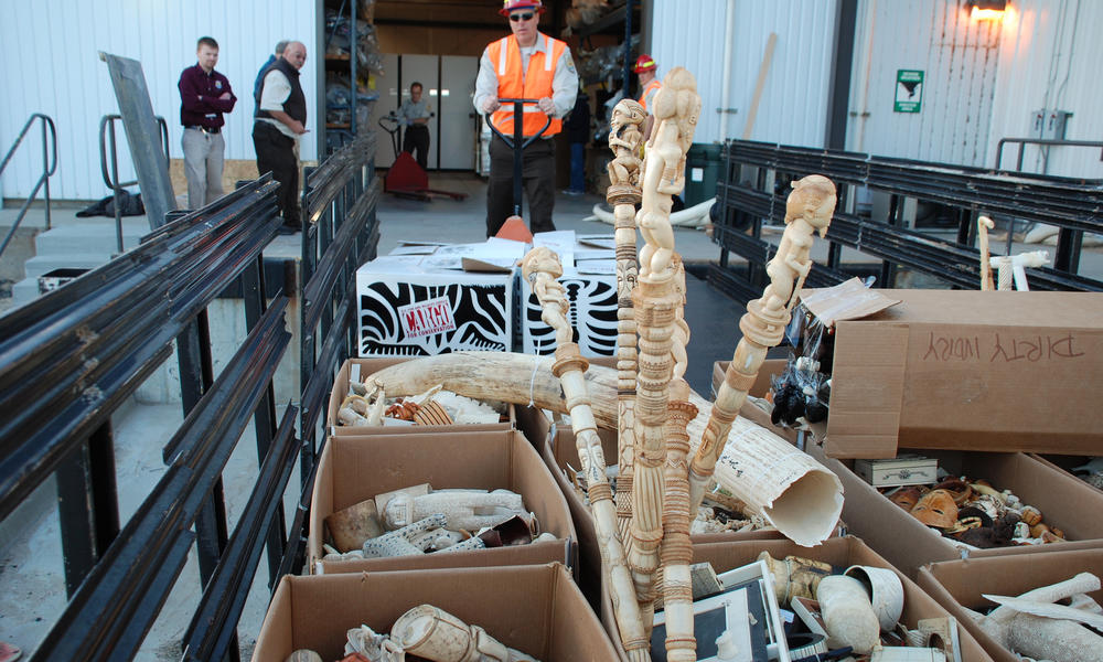 Six Tons of Ivory Crushed by US in Historic Event | Stories | WWF