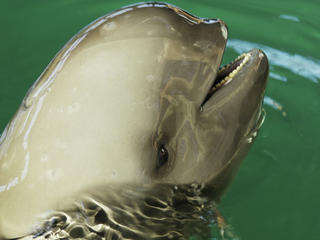 Photos & Videos | WWF