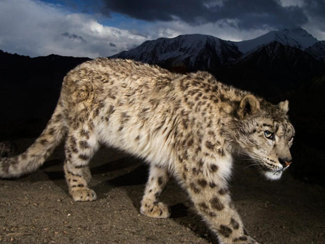 Snow Leopard | Species | WWF